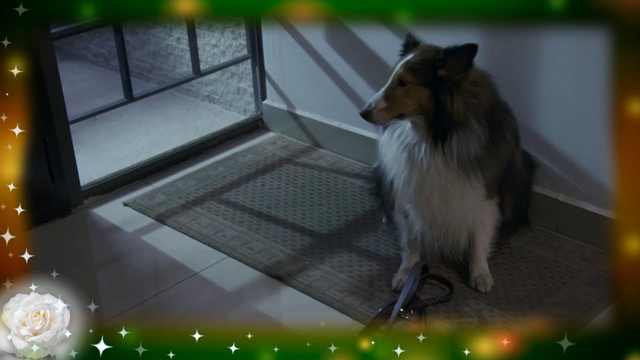 Título: Pobre perro - SERIENOLlymove